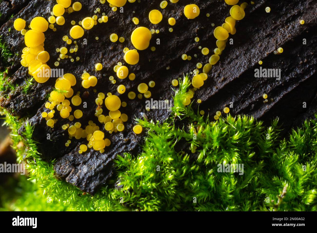 Small fungus fungi hi-res stock photography and images - Alamy