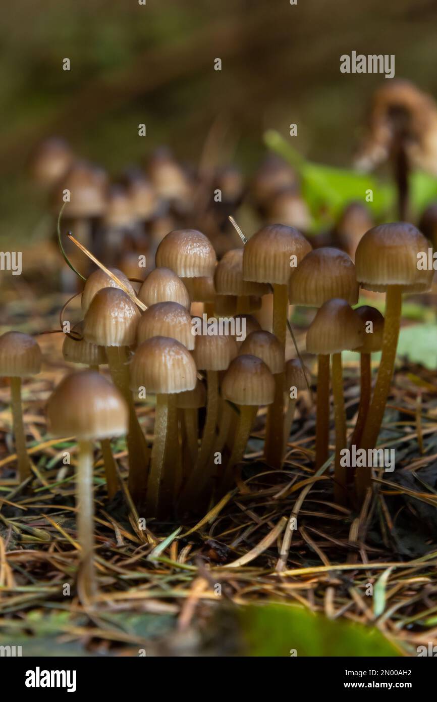 Amicable family of mushrooms with thin legs Clustered bonnet on a green ...