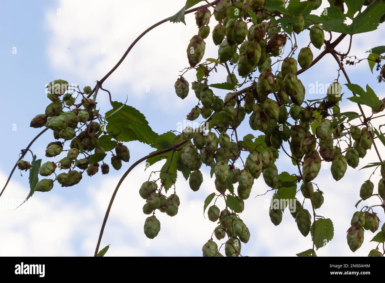 Hemp agr hi-res stock photography and images - Alamy