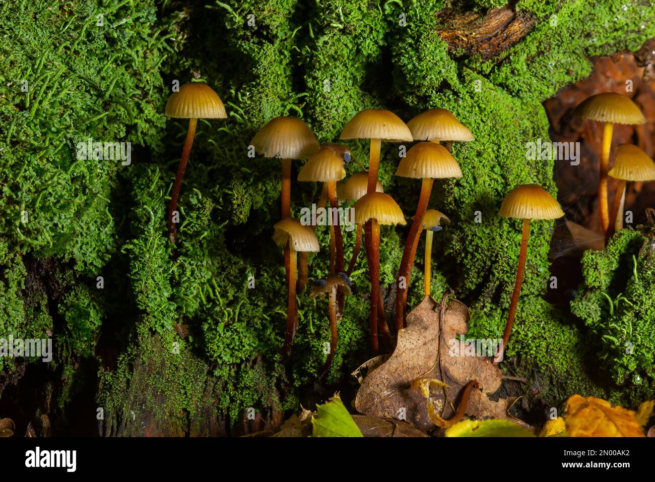 Clustered Bonnet Mycena inclinata growing on a mossy stump Stock Photo ...
