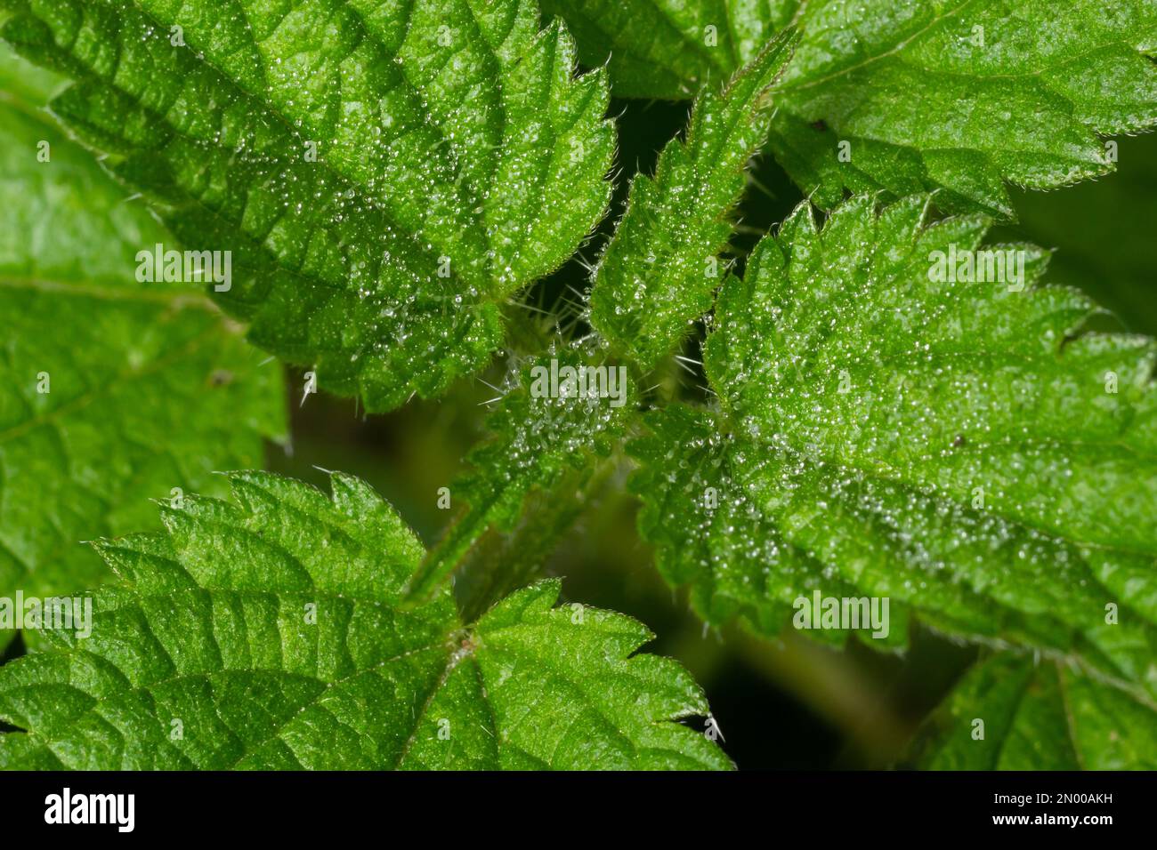 Photo of a plant nettle. Nettle with fluffy green leaves. Background ...