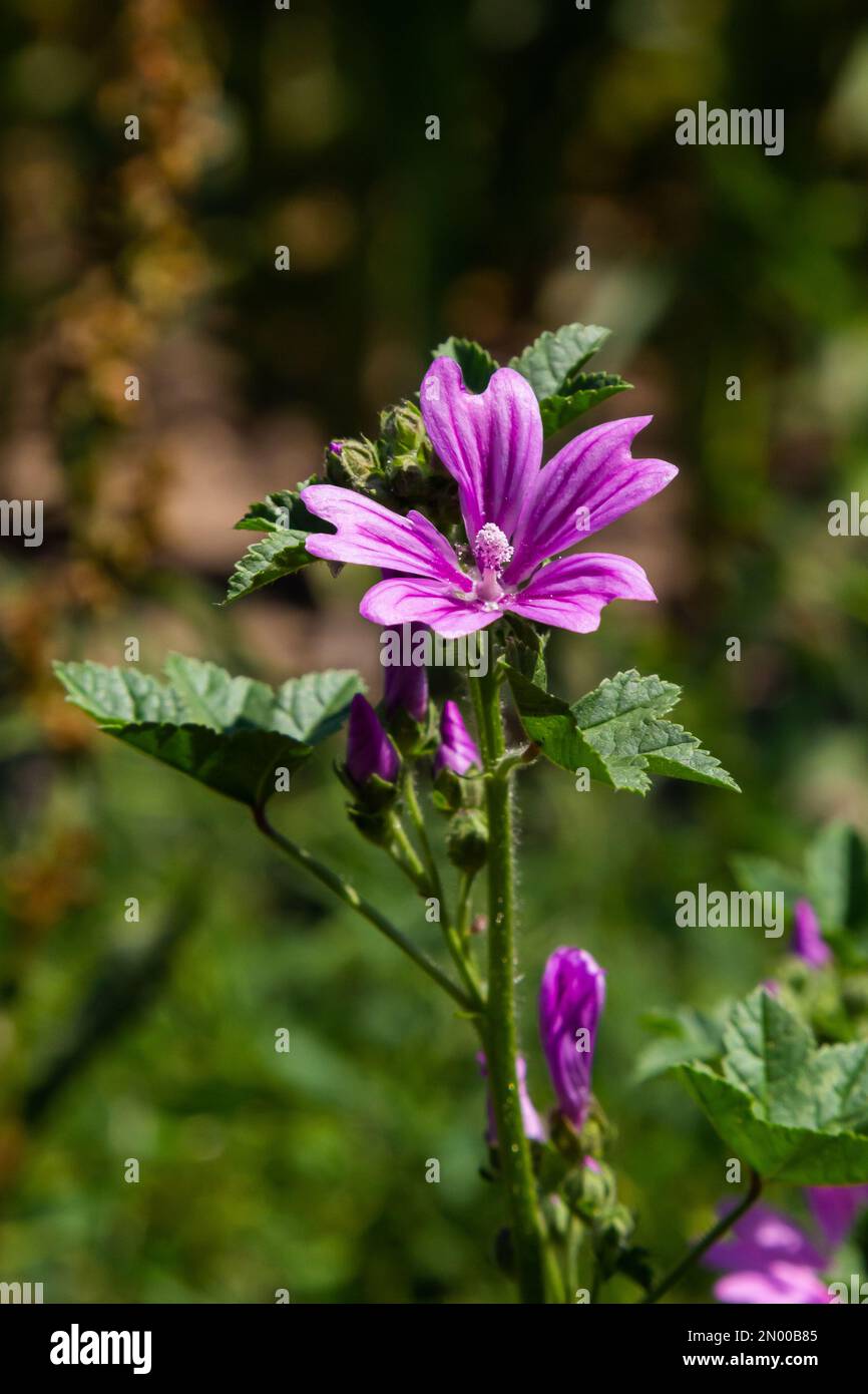 Malva thuringiaca Lavatera thuringiaca, the garden tree-mallow, is a ...