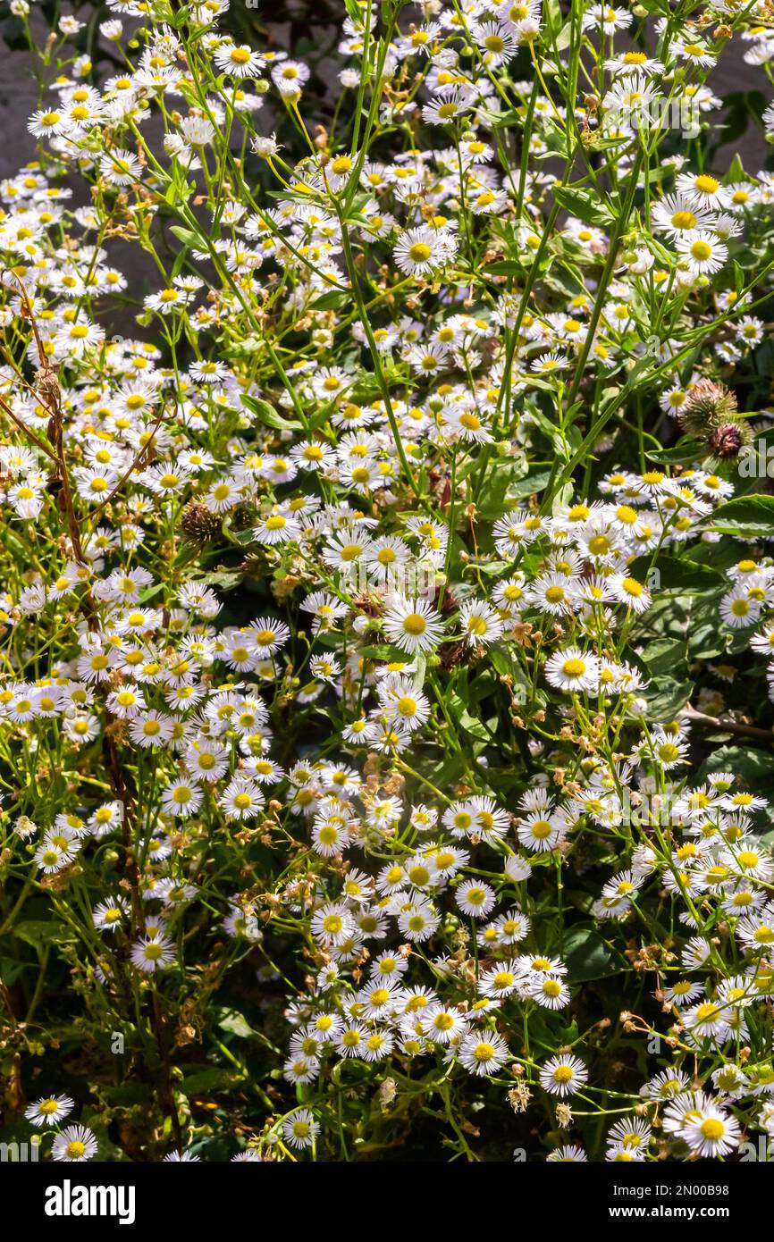 erigeron annuus in summer , annual fleabane , daisy fleabane Stock ...