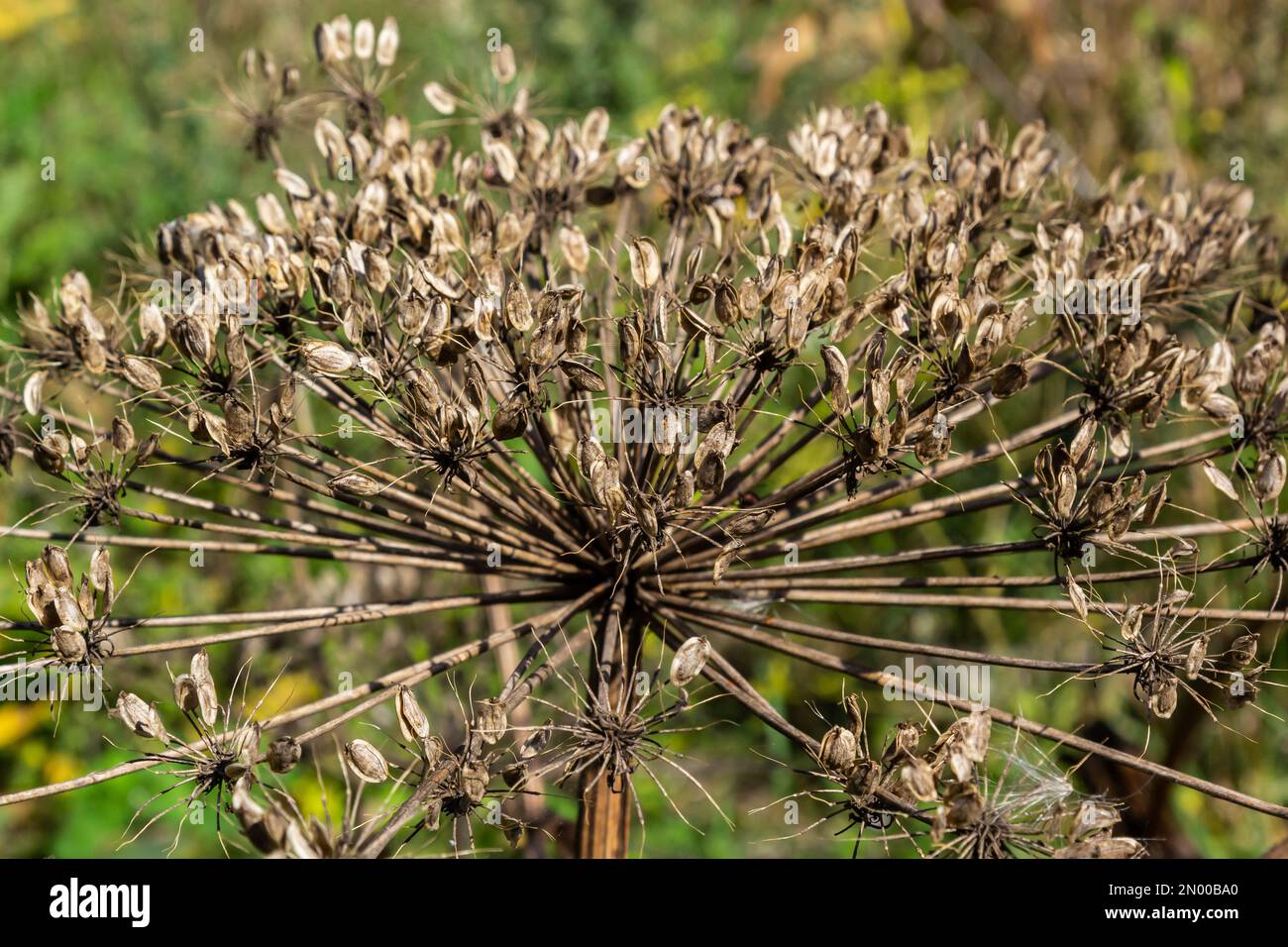 Giant Hogweed Heracleum Mantegazzianum Against The Blue Sky Dry