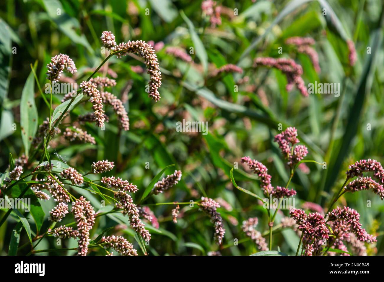 Colorful Persicaria longiseta, a species of flowering plant in the ...