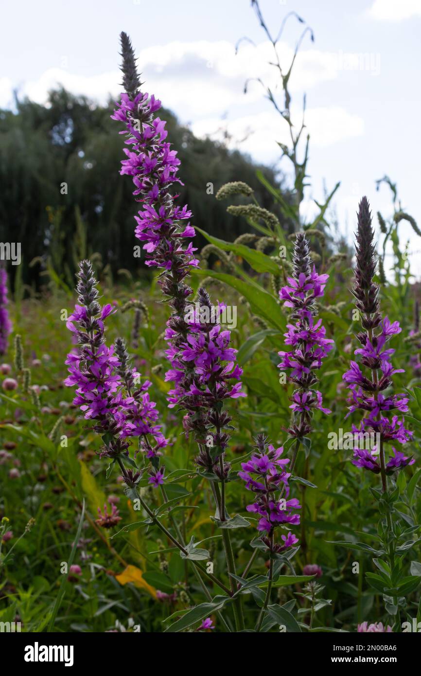 Lythrum salicaria is a perennial herbaceous plant of the Lythrum family ...