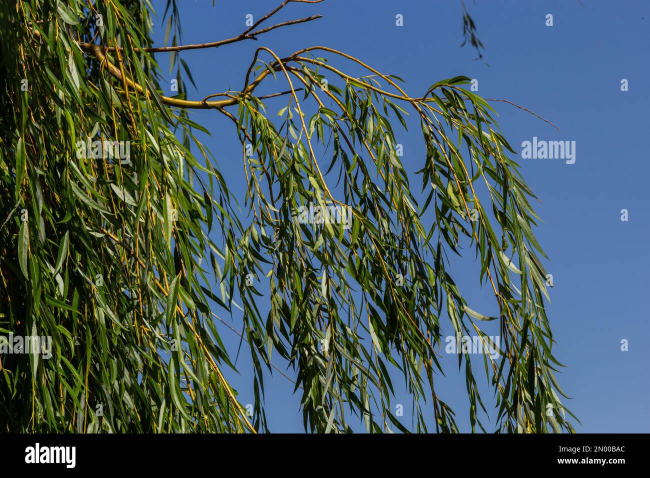 Weeping willow tree foliage background. Weeping willow branches with ...