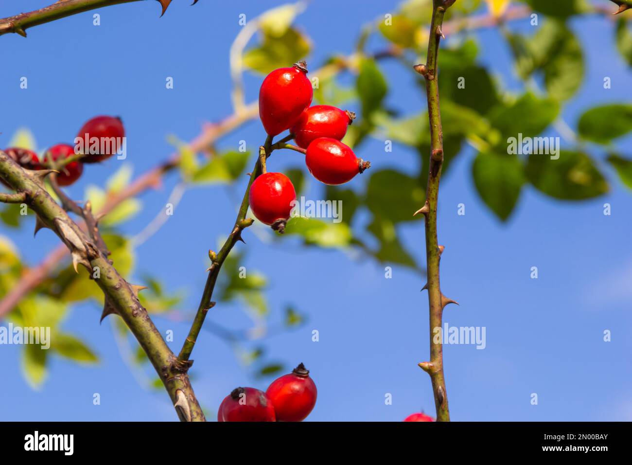 Red berries of wild rose on a background of blue sky. Rosehip berries ...
