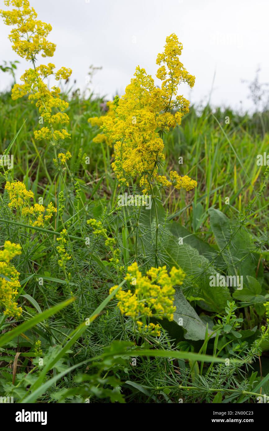 Galium verum is a perennial herbaceous plant from the genus of the ...