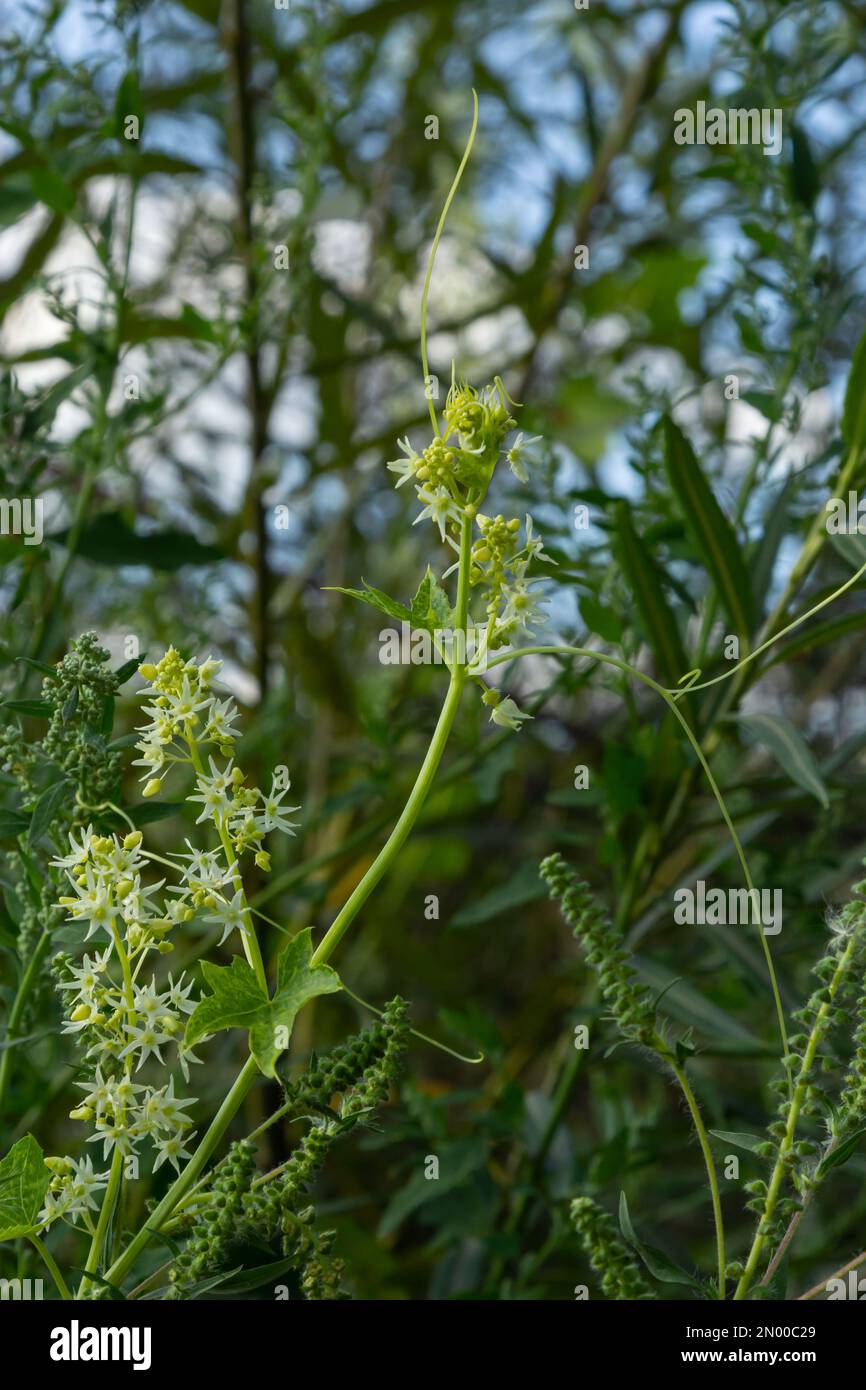 Echinocystis is a monotypic genus in the gourd family, Cucurbitaceae ...