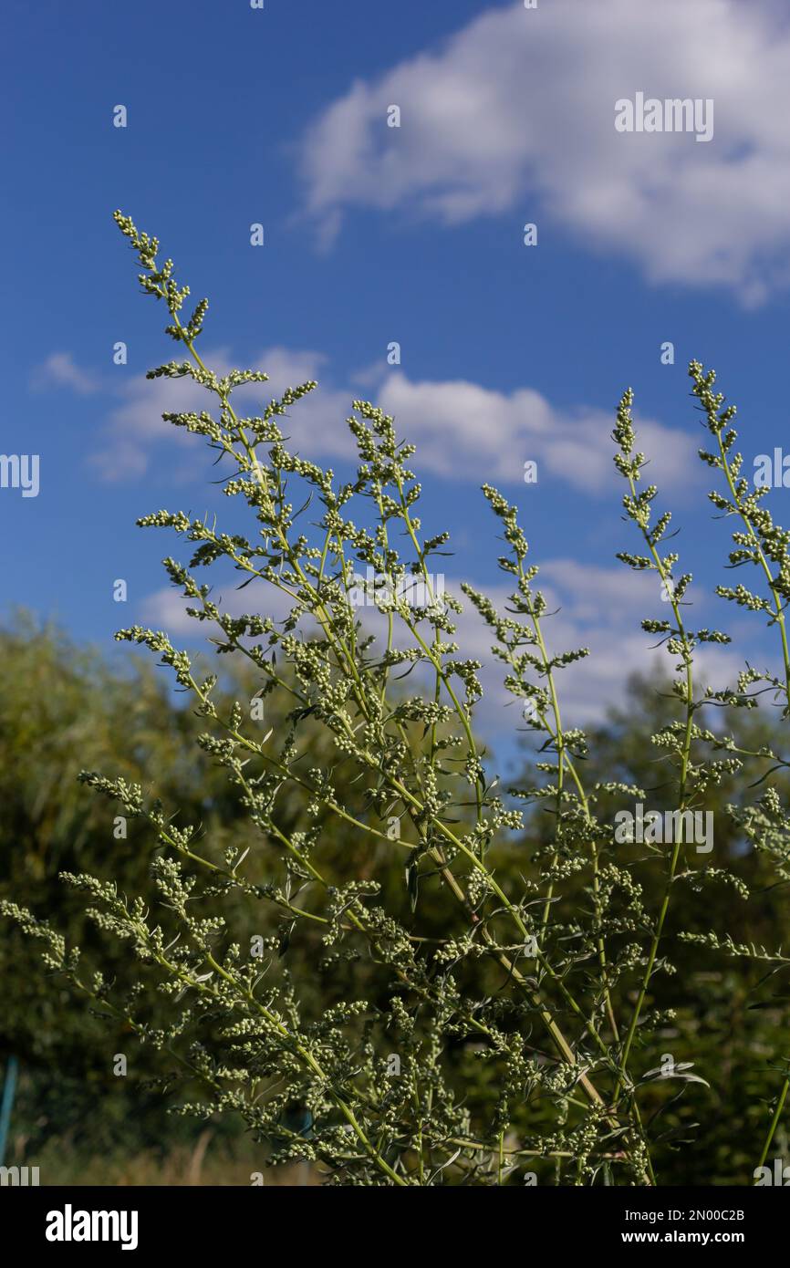 Artemisia absinthium is a perennial plant of the aster family ...