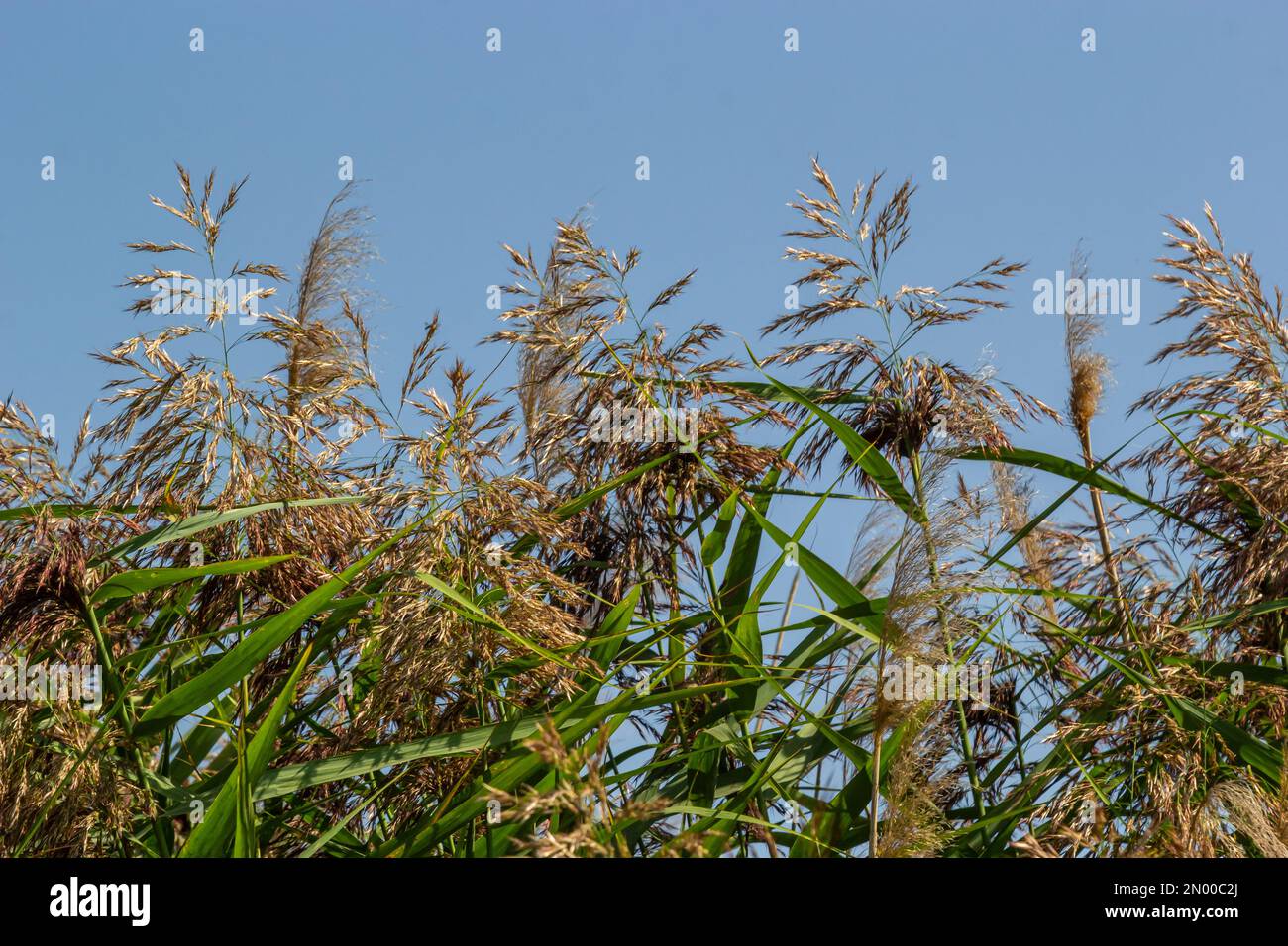 Phragmites australis is a herbaceous perennial bluish-green plant of ...
