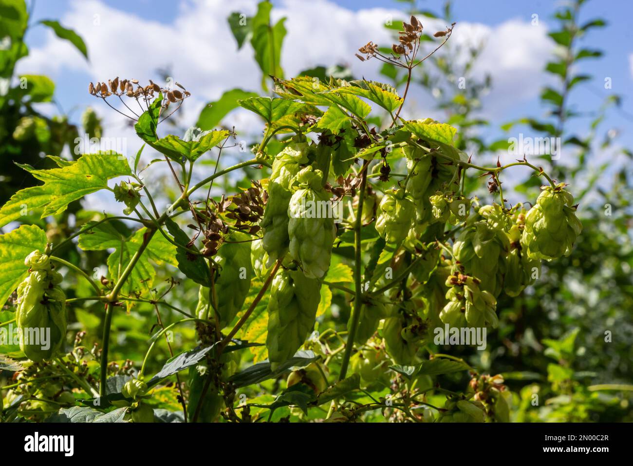 Humulus lupulus is a species of perennial herbaceous plants of the hemp ...