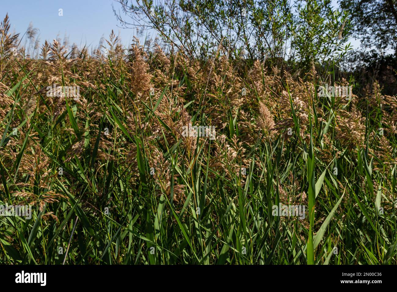 Phragmites australis marsh hi-res stock photography and images - Alamy