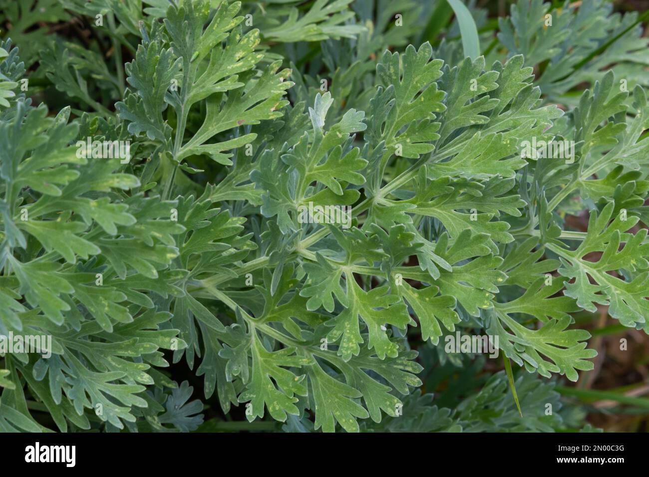 Artemisia absinthium is a perennial plant of the aster family ...