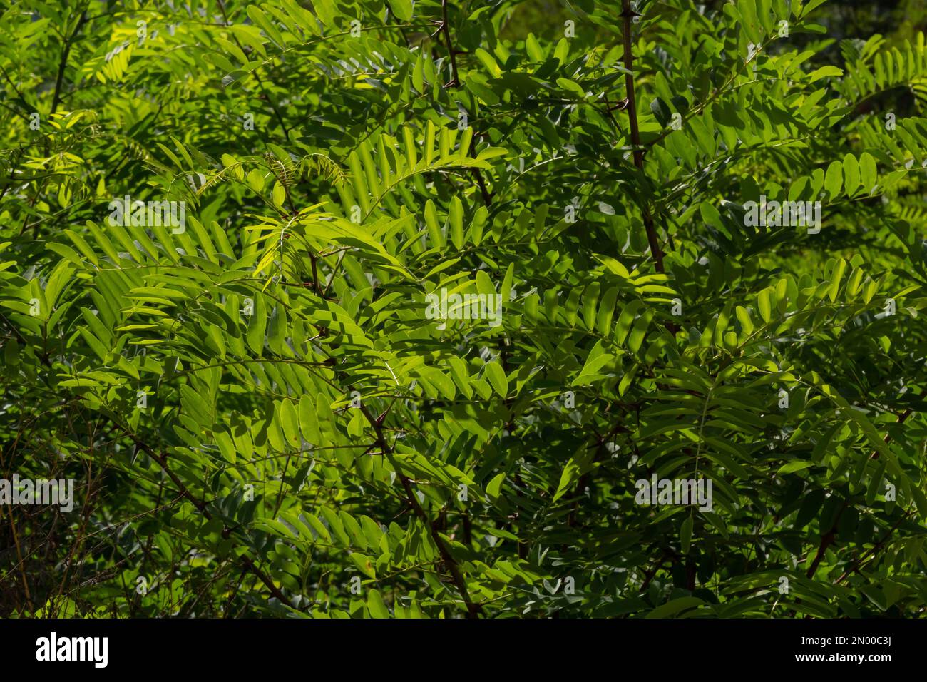 Acacia. Green leaf plant close-up. Natural background. Green background ...