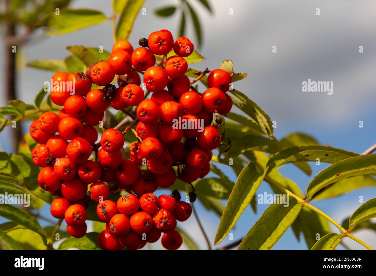 Rowan on a branch. Red rowan. Rowan berries on rowan tree. Sorbus ...