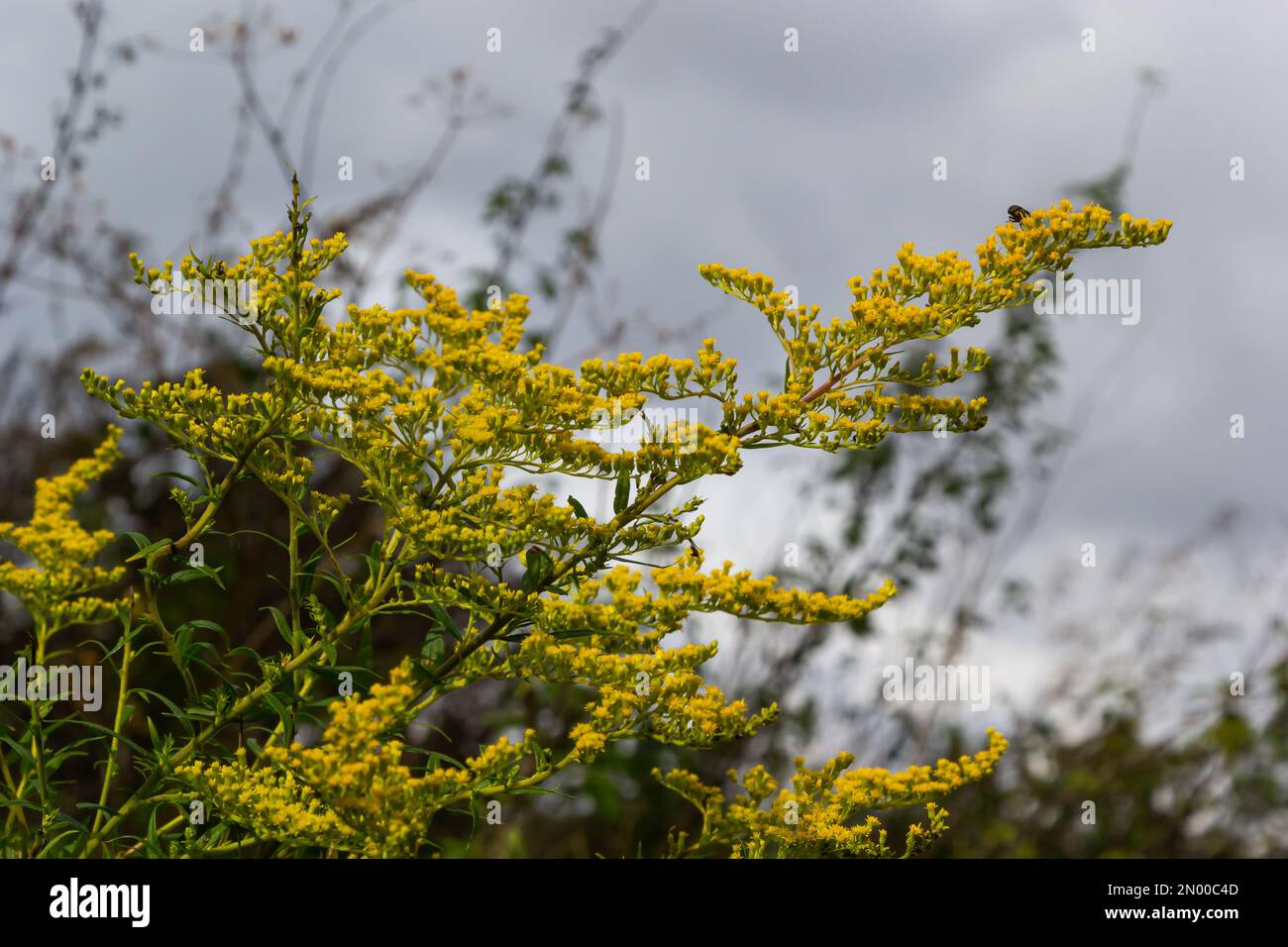 Yellow panicles of Solidago flowers in August. Solidago canadensis ...