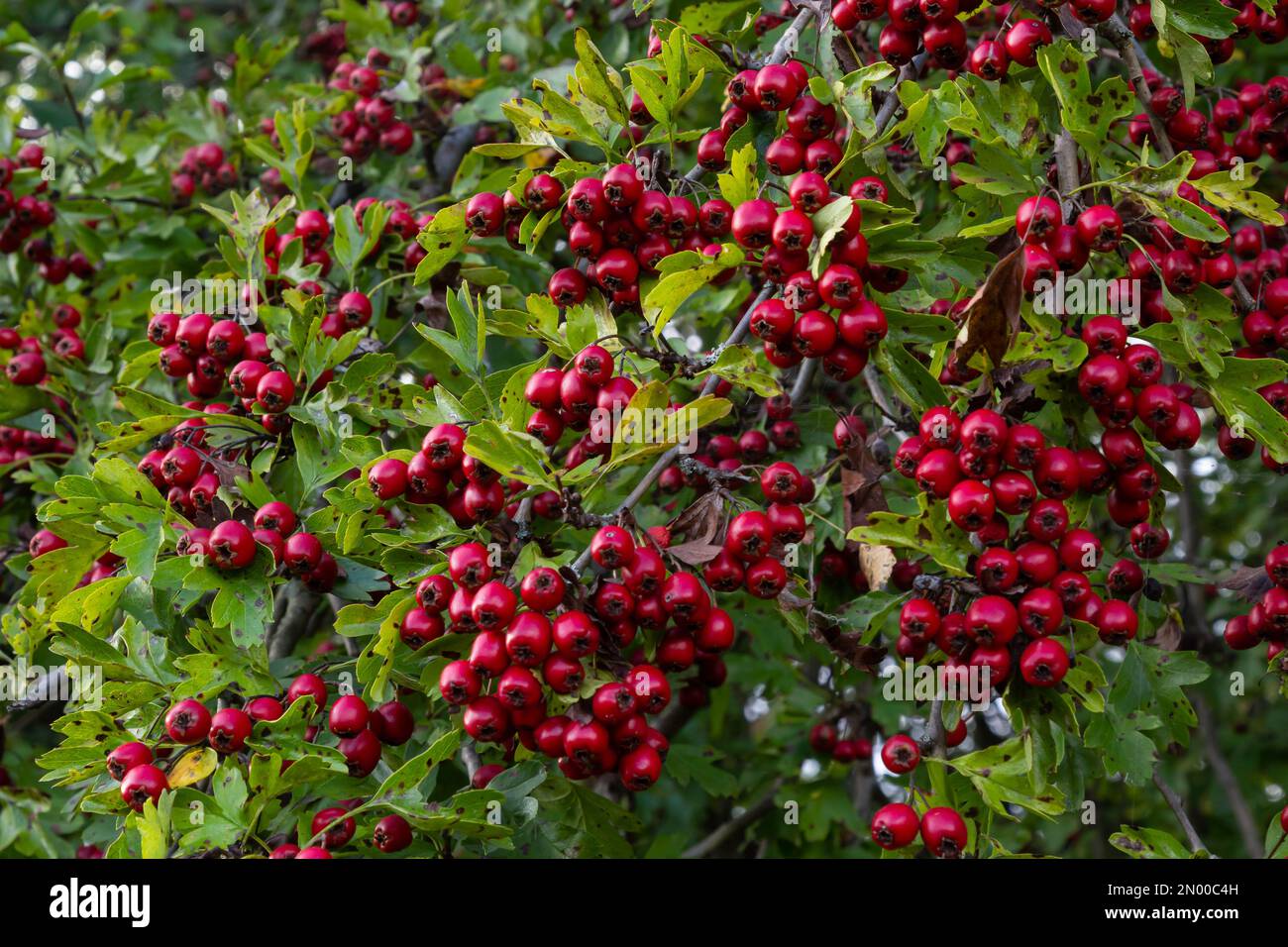 Hawthorn with red fruit, Crataegus monogyna, . Natural beautiful ...