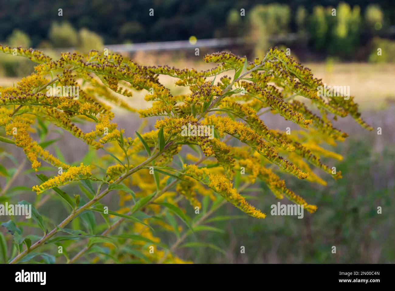 Yellow panicles of Solidago flowers in August. Solidago canadensis ...