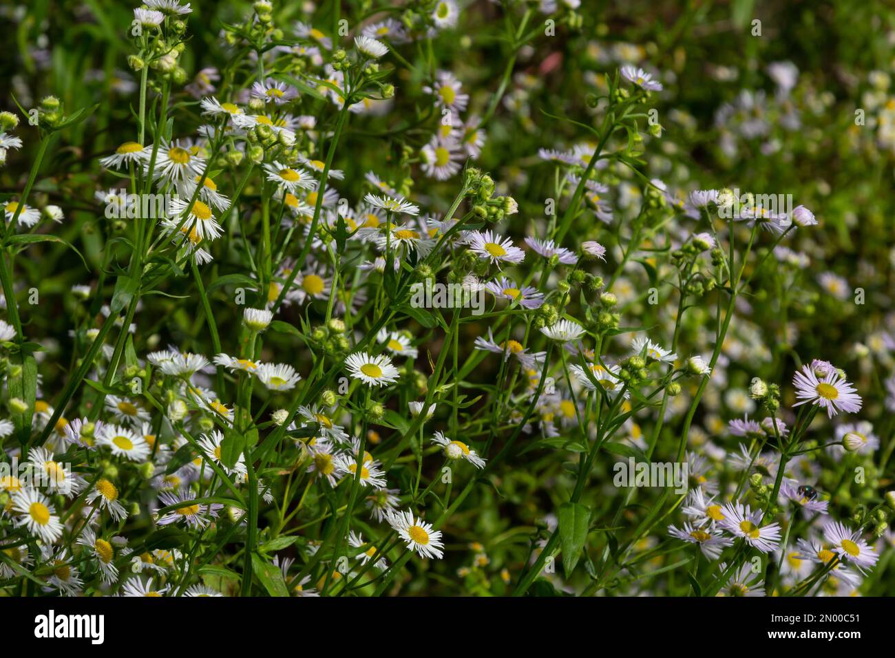Erigeron annuus known as annual fleabane, daisy fleabane, or eastern ...