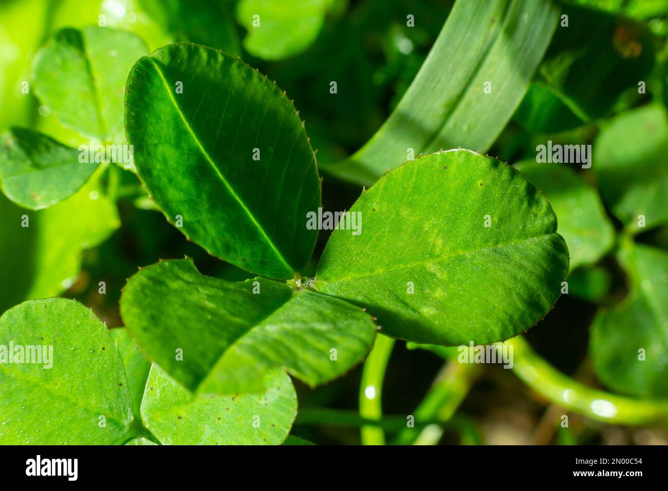 Lucky Irish Four Leaf Clover in the Field for St. Patricks Day holiday ...