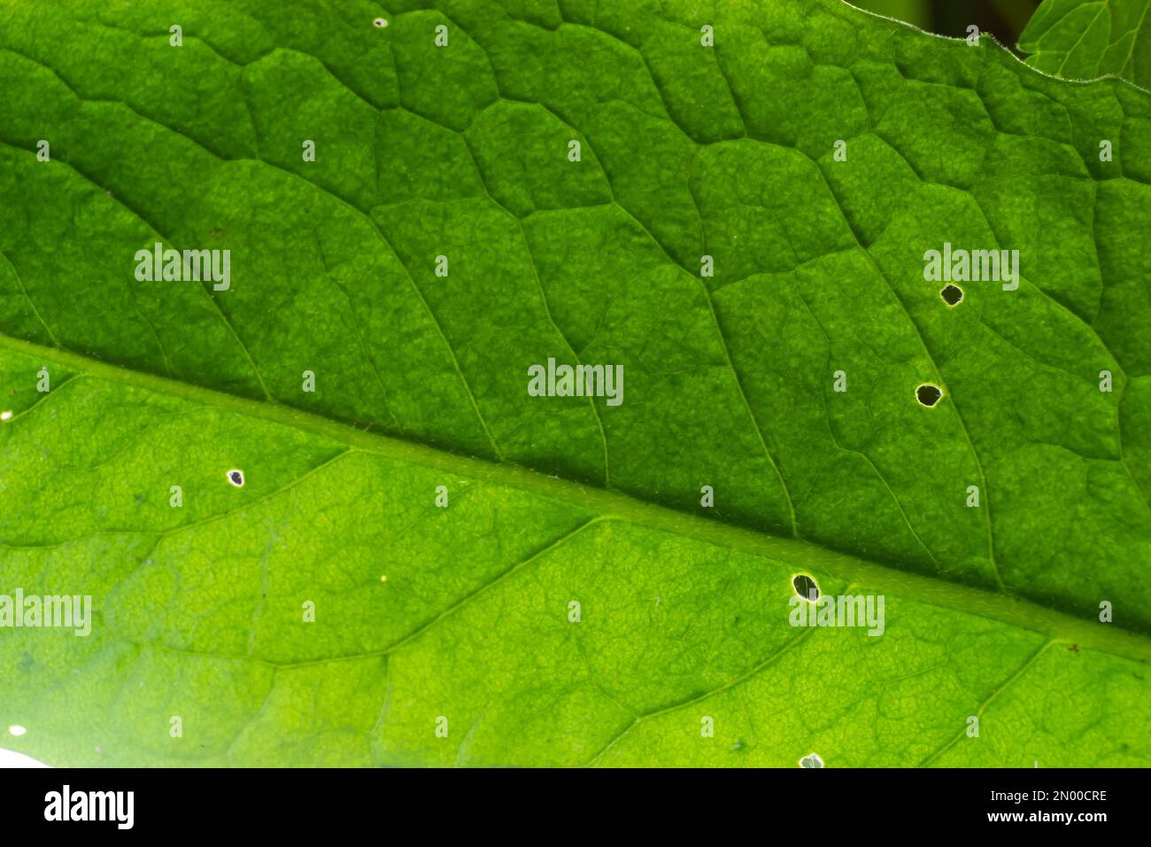 Abstract green leaves texture for background. Natural environment ...