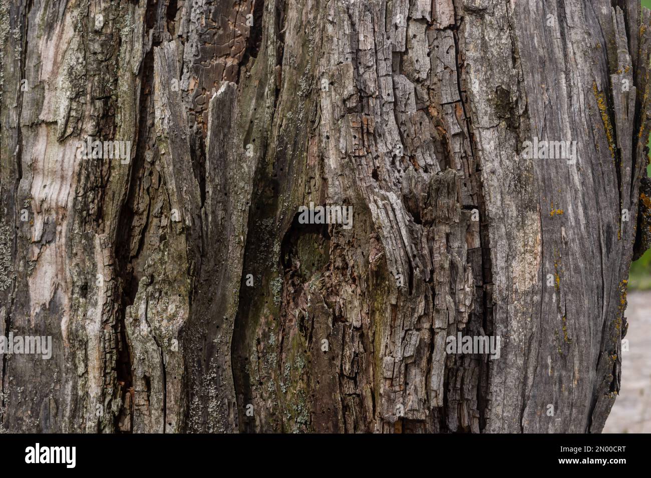 Close-up of a broken thick tree on the background of the sky with ...