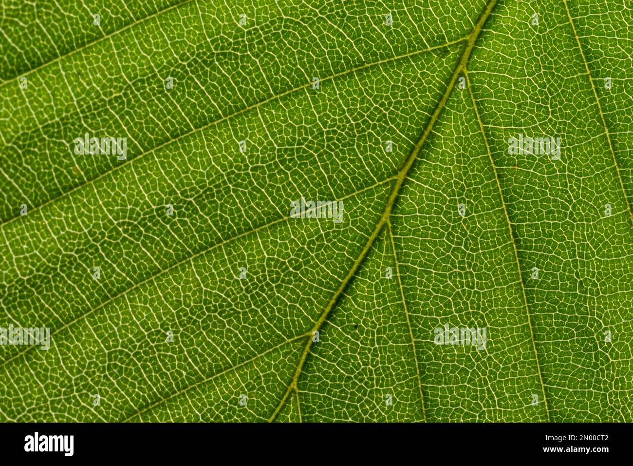 Abstract green leaves texture for background. Natural environment ...