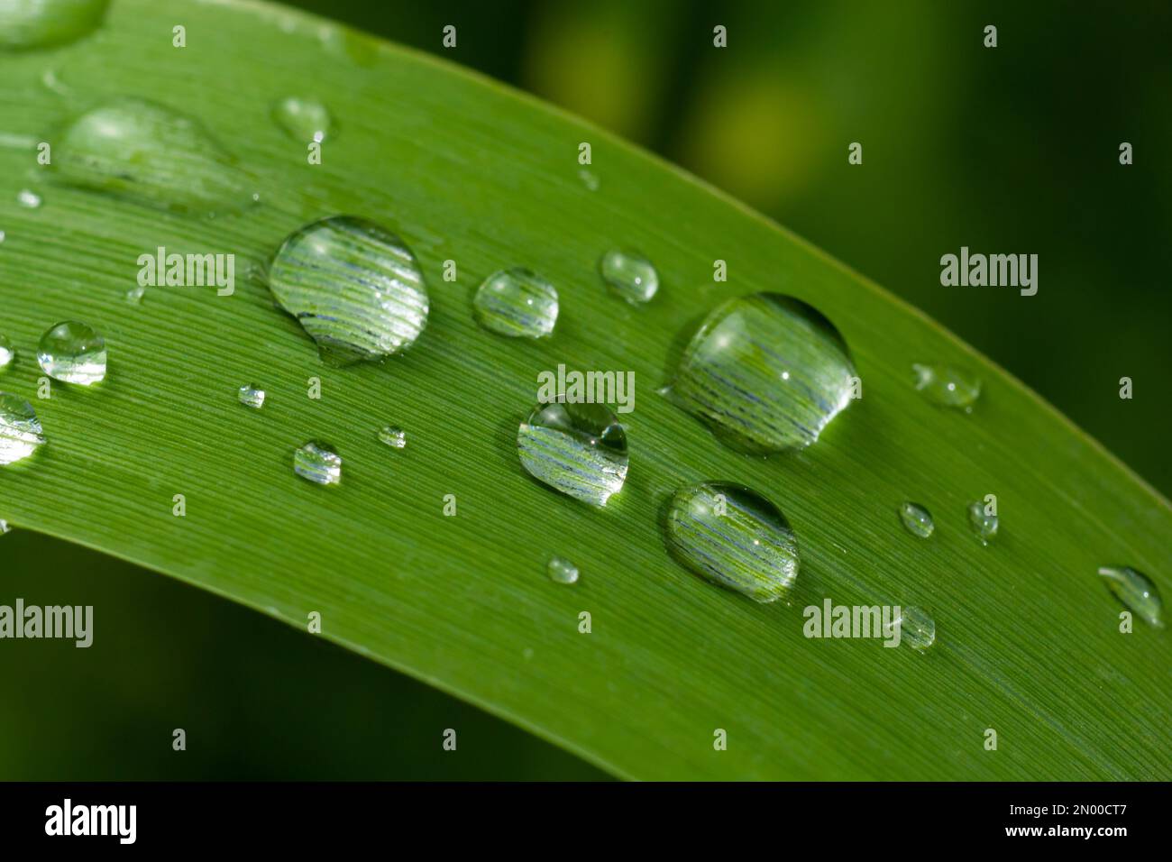 Large beautiful drops of transparent rain water on a green leaf macro. Drops of dew in the ...