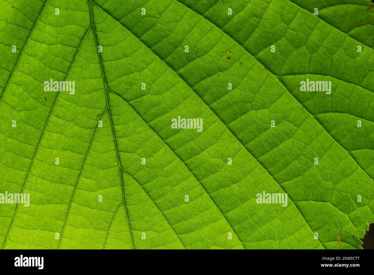Abstract green leaves texture for background. Natural environment ...