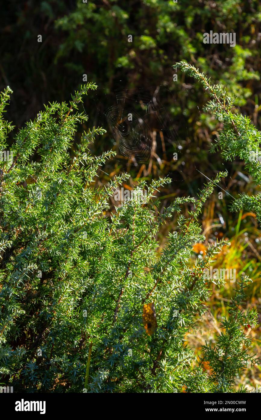 Juniperus communis, the common juniper, is a species of conifer in the ...