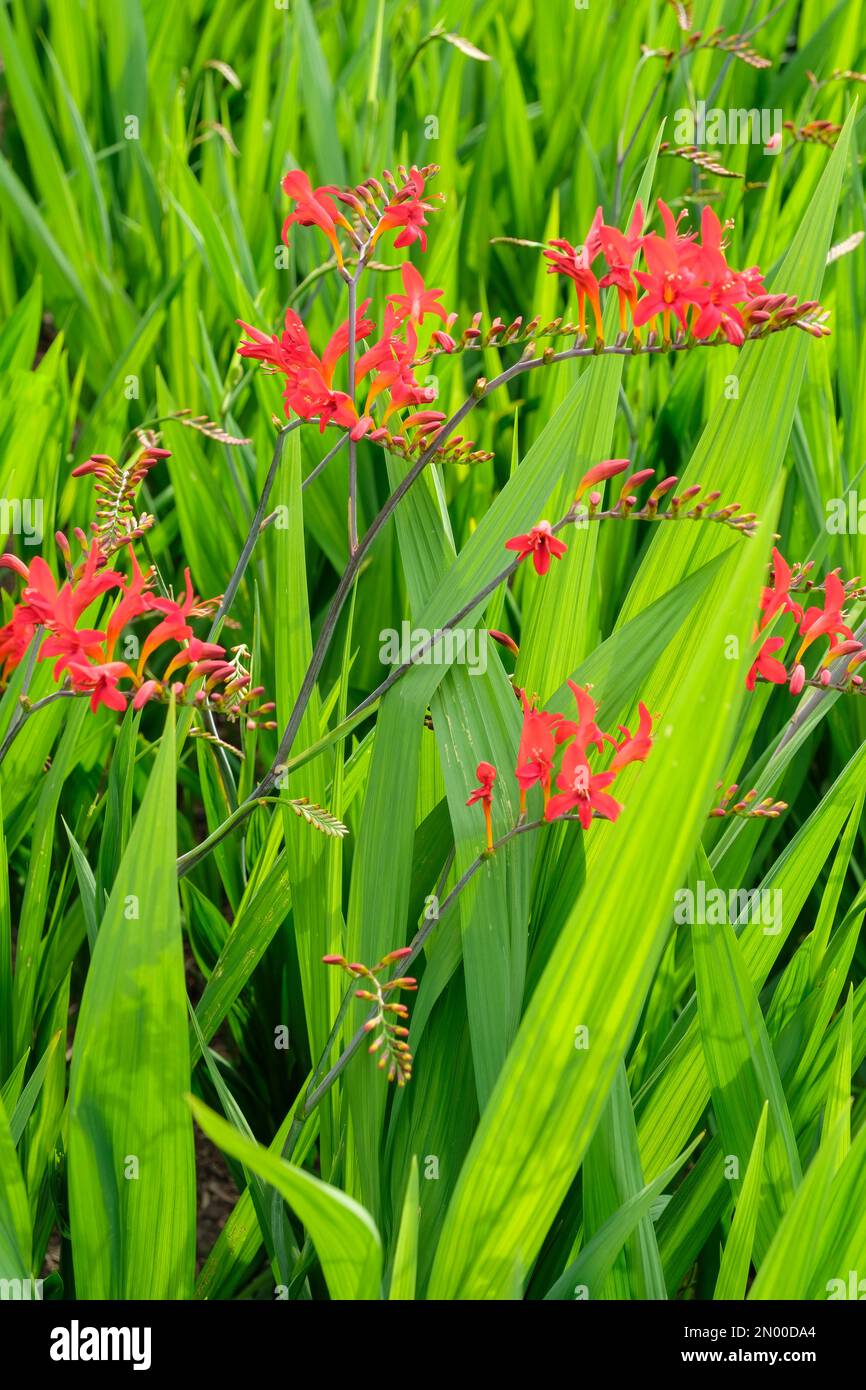 Crocosmia Lucifer, montbretia Lucifer, bright red flowers along ...