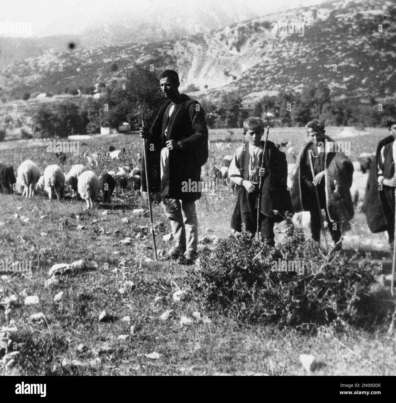 A Greek shepherd and his three sons attend their flocks on the slopes ...