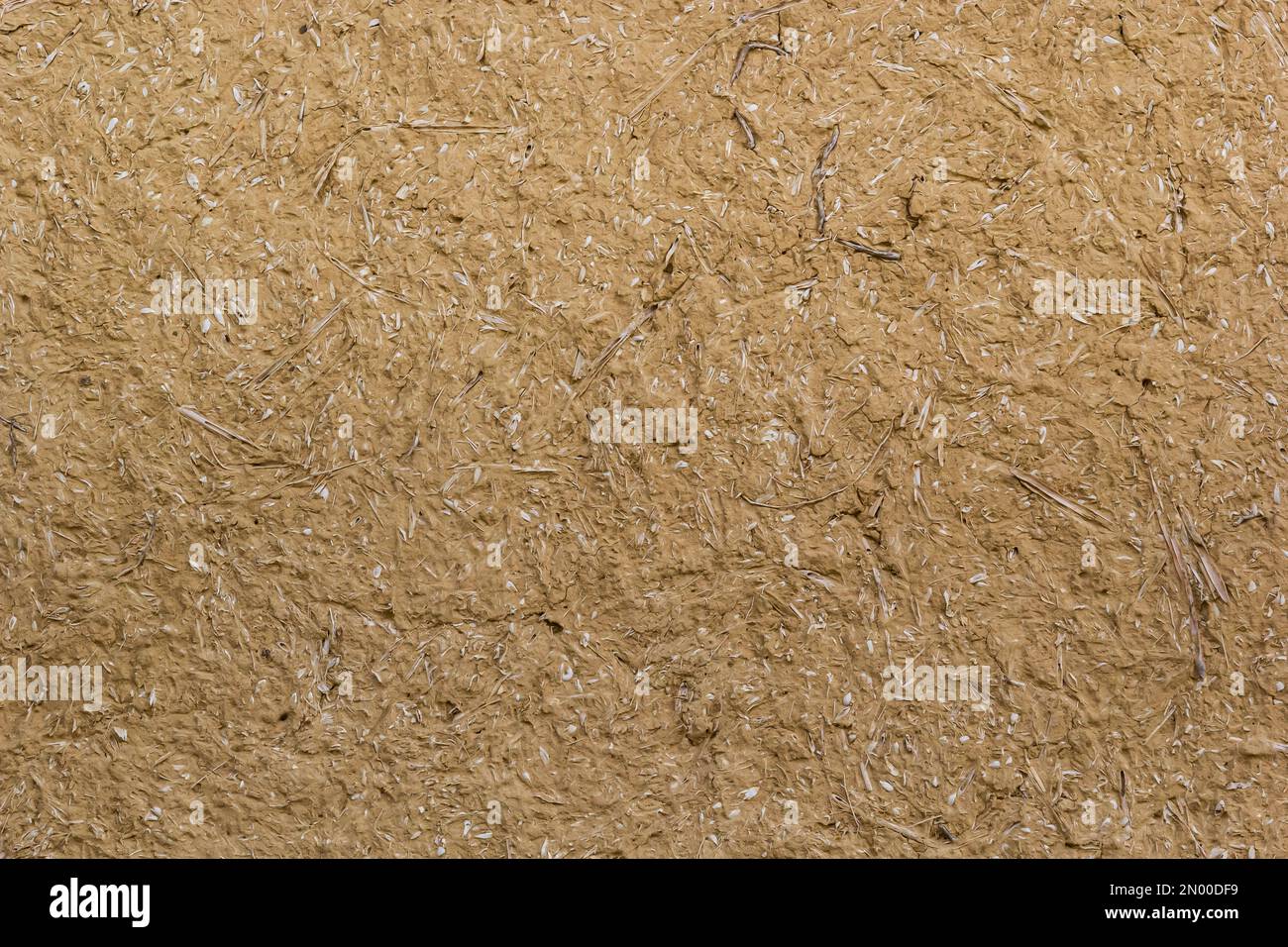 Decorative white wall plaster pattern stylized in bark beetle texture ...