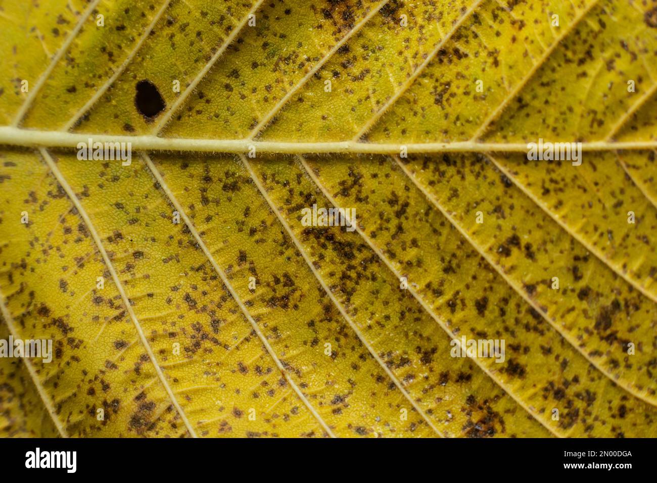 Macro photo of a yellow leaf, colorful autumn foliage. Golden yellow leaf texture close up ...
