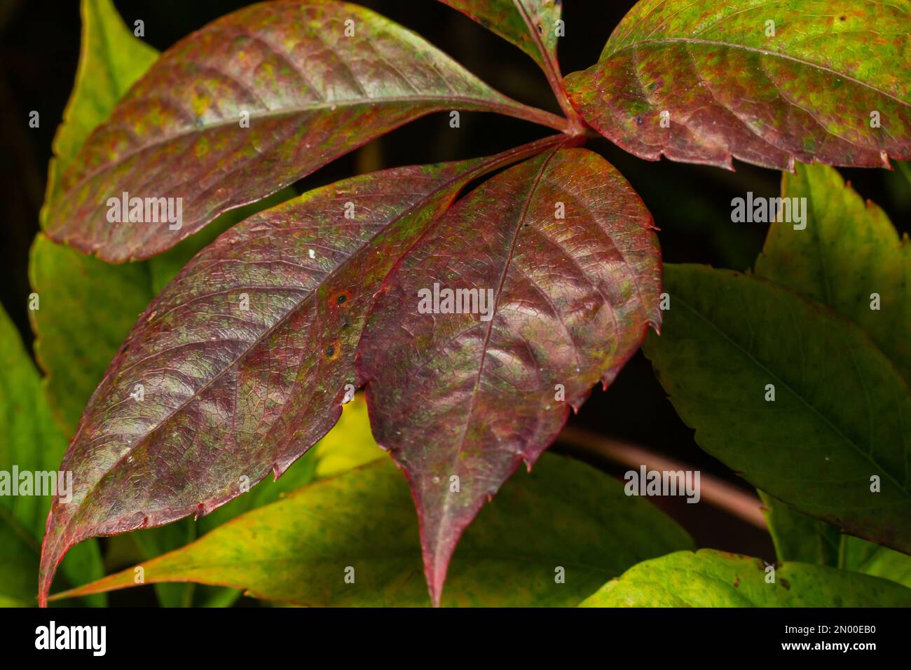Macro photo of Autumn Foliage. Red Leaf texture close up. perfect for ...