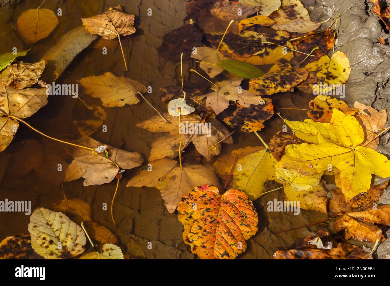 Colourful fall leaves in water, floating autumn leaf. Fall season leaves in rain puddle. Sunny ...