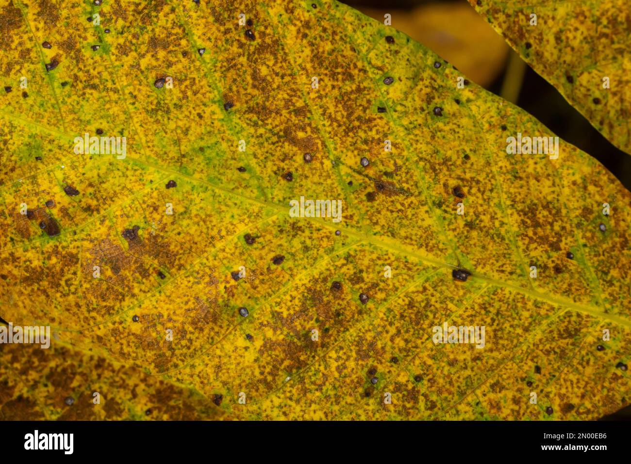 Macro photo of a yellow leaf, colorful autumn foliage. Golden yellow leaf texture close up ...