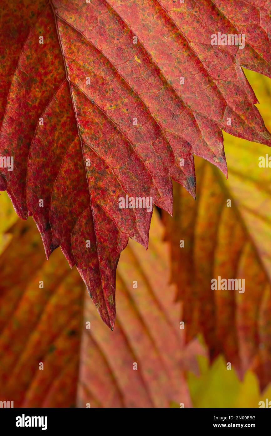Macro photo of Autumn Foliage. Red Leaf texture close up. perfect for ...