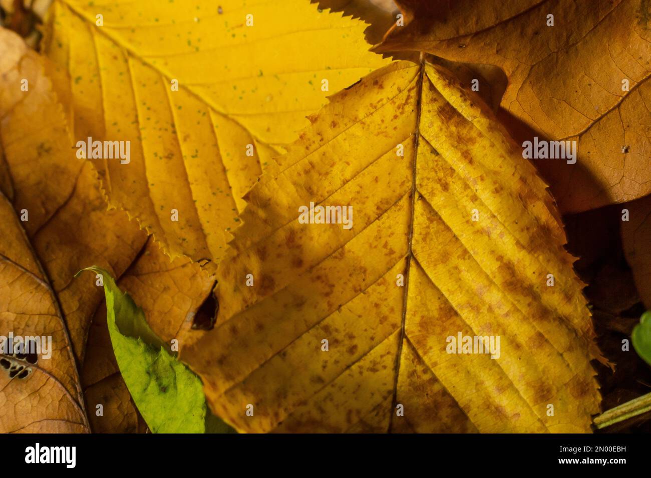 Macro photo of a yellow leaf, colorful autumn foliage. Golden yellow leaf texture close up ...