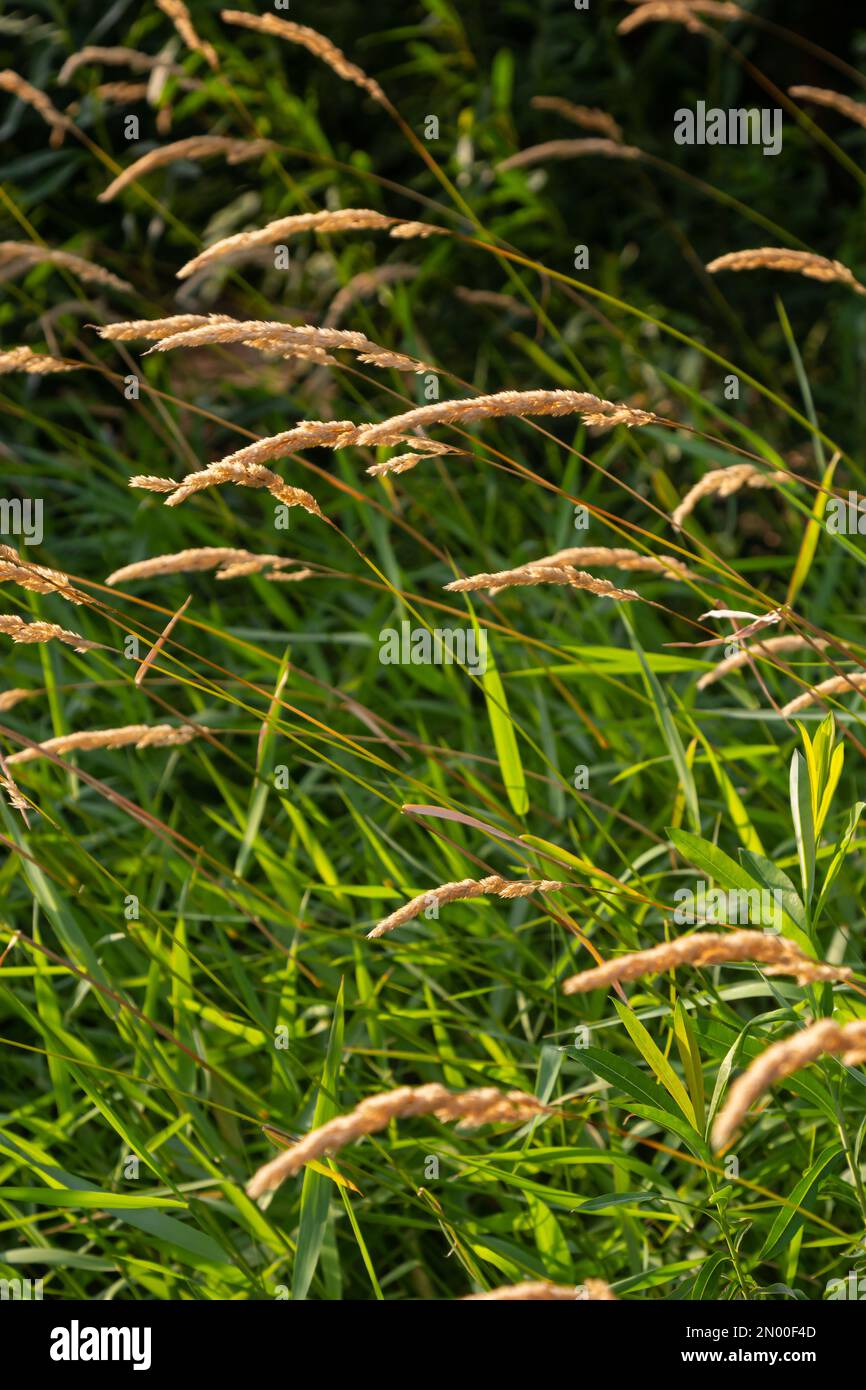Anthoxanthum odoratum golden spikelets in a summer field August Stock ...
