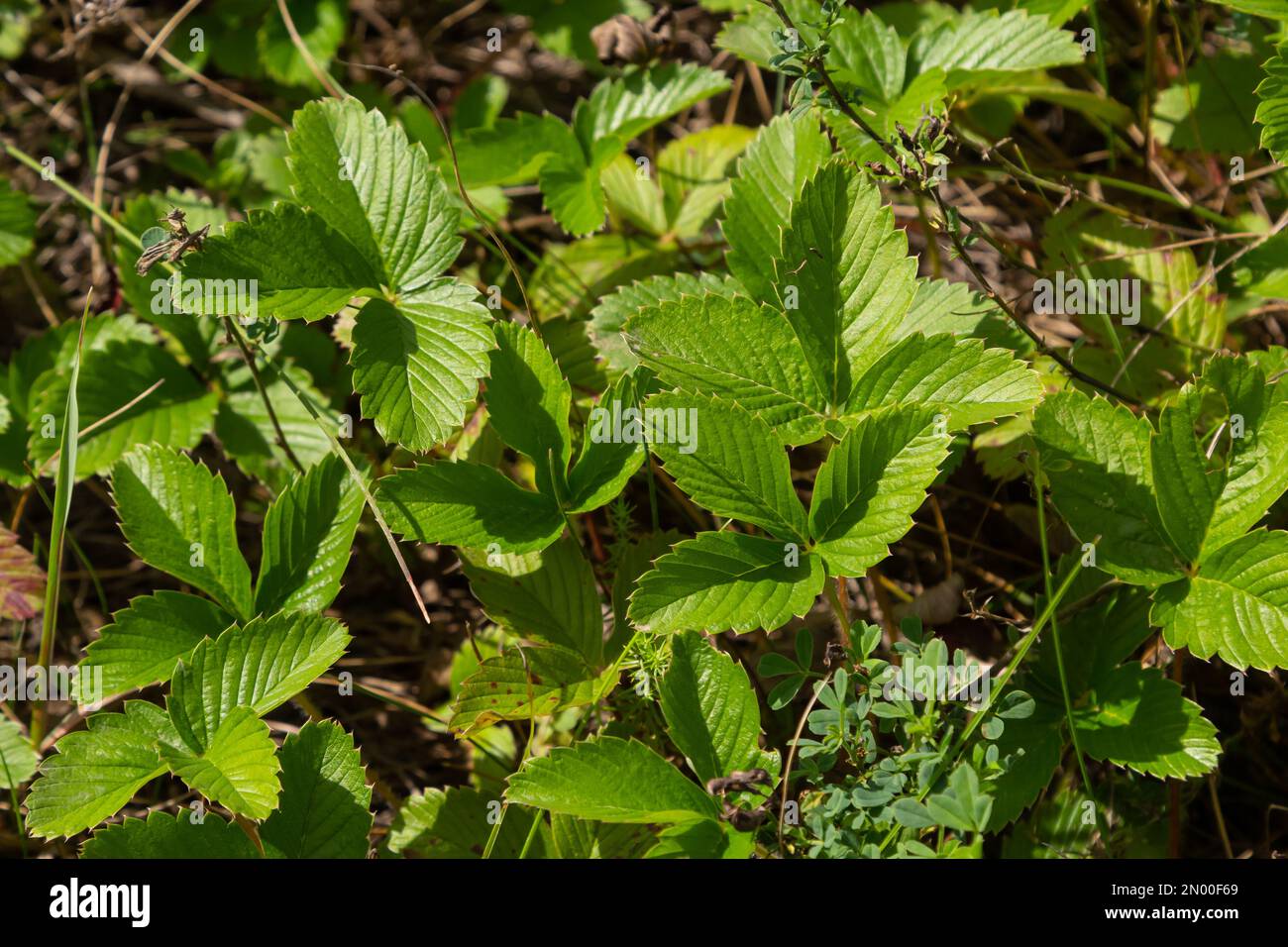 Close-up view of green strawberry leaves in the garden. Green bushes of ...