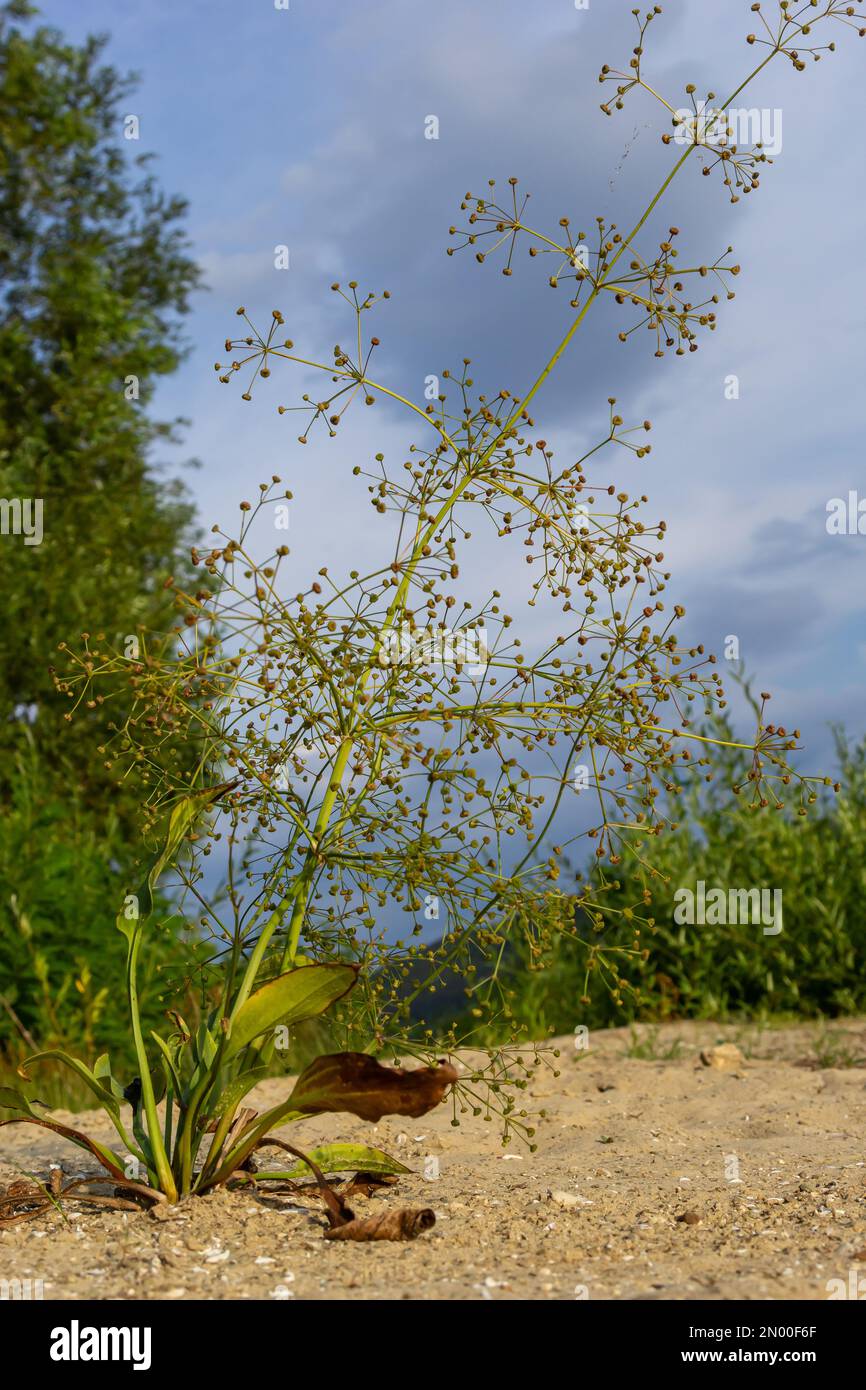 flowers of European water plantain, Alisma plantago aquatica Stock ...