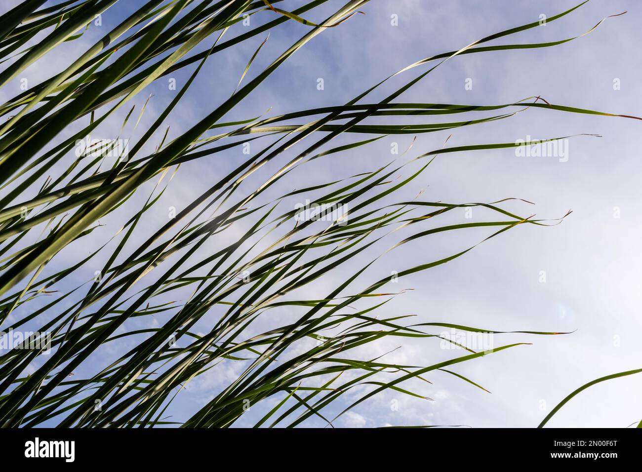 Typha latifolia broadleaf cattail, bulrush, common bulrush, common ...