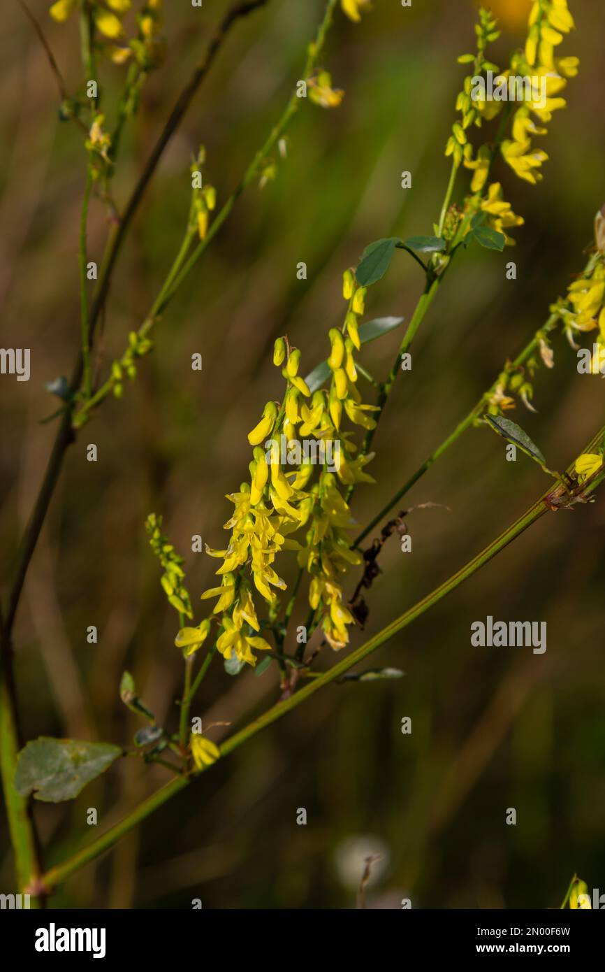 Close up of sweet yellow clover melilotus officinalis flowers in bloom ...
