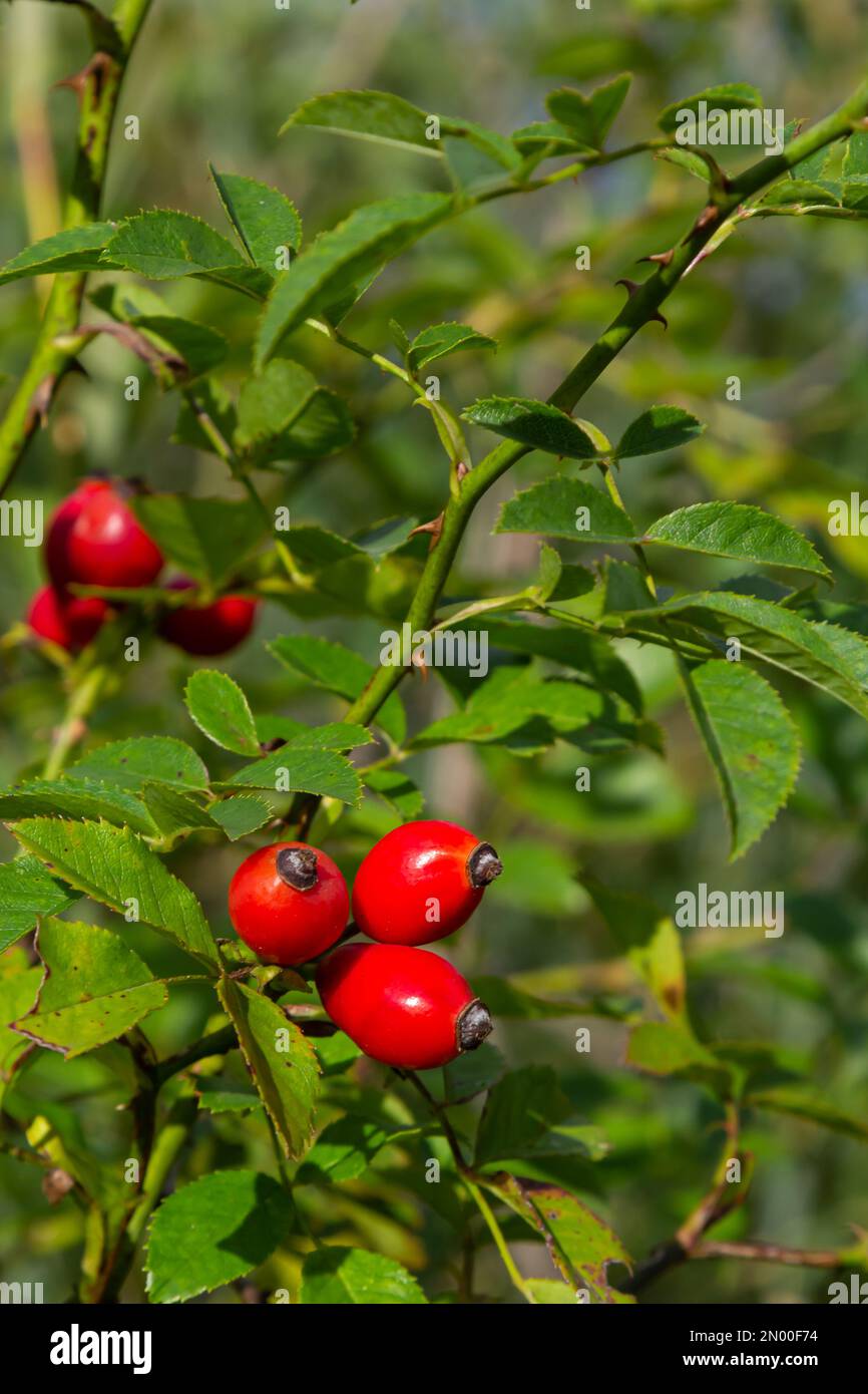 Rosehip berries on the twigs, natural autumn seasonal dark grunge ...