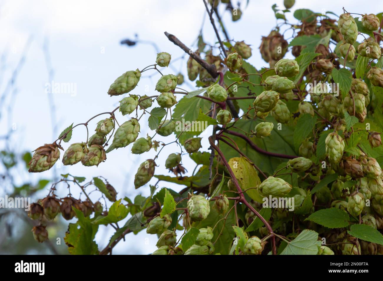Humulus lupulus is a species of perennial herbaceous plants of the hemp ...