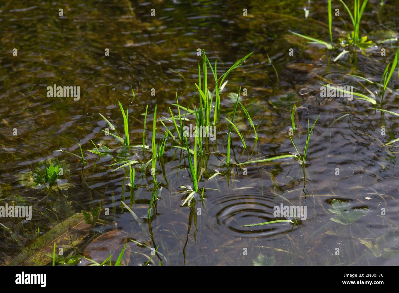 Phragmites australis at the water's edge. Spring young shoots in the ...