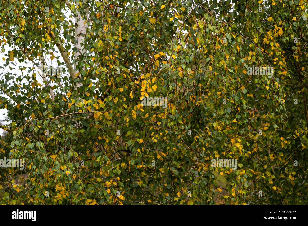 Riot colors hi-res stock photography and images - Alamy